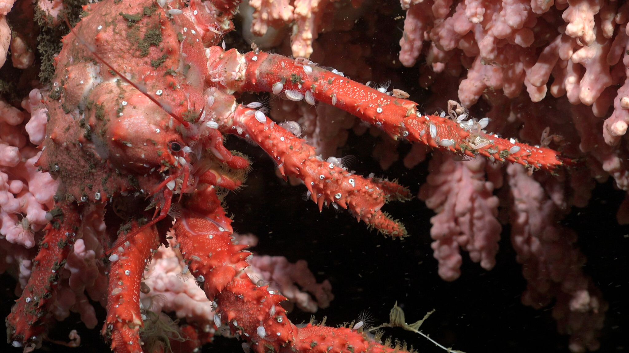 DOSI Deep-Sea Round-Up – DOSI