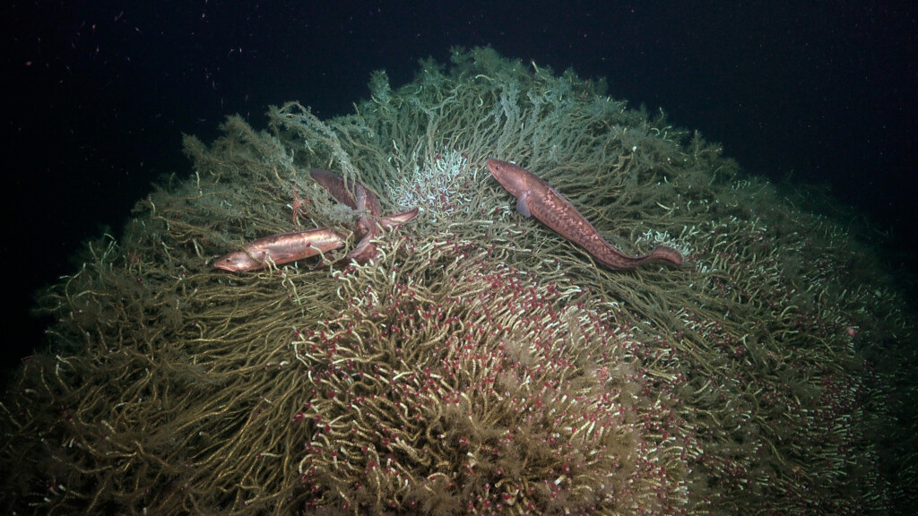 DOSI Deep-Sea Round-Up – DOSI