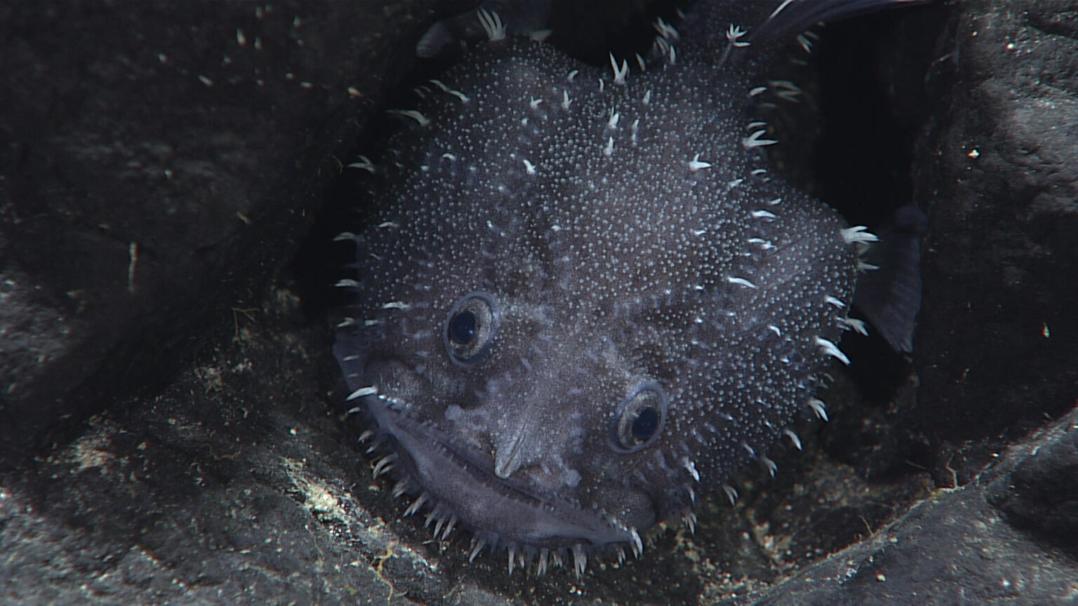 DOSI Deep-Sea Round-Up – DOSI