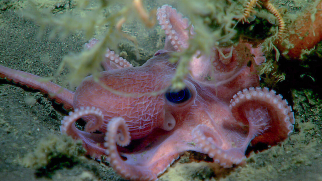 DOSI Deep-Sea Round-Up – DOSI